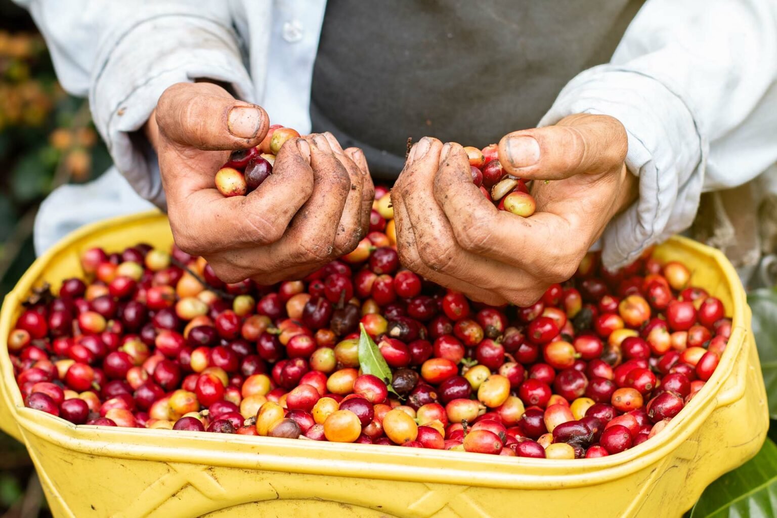 Sustainable and Ethical Sourcing of Coffee – A Guide to Responsible ...